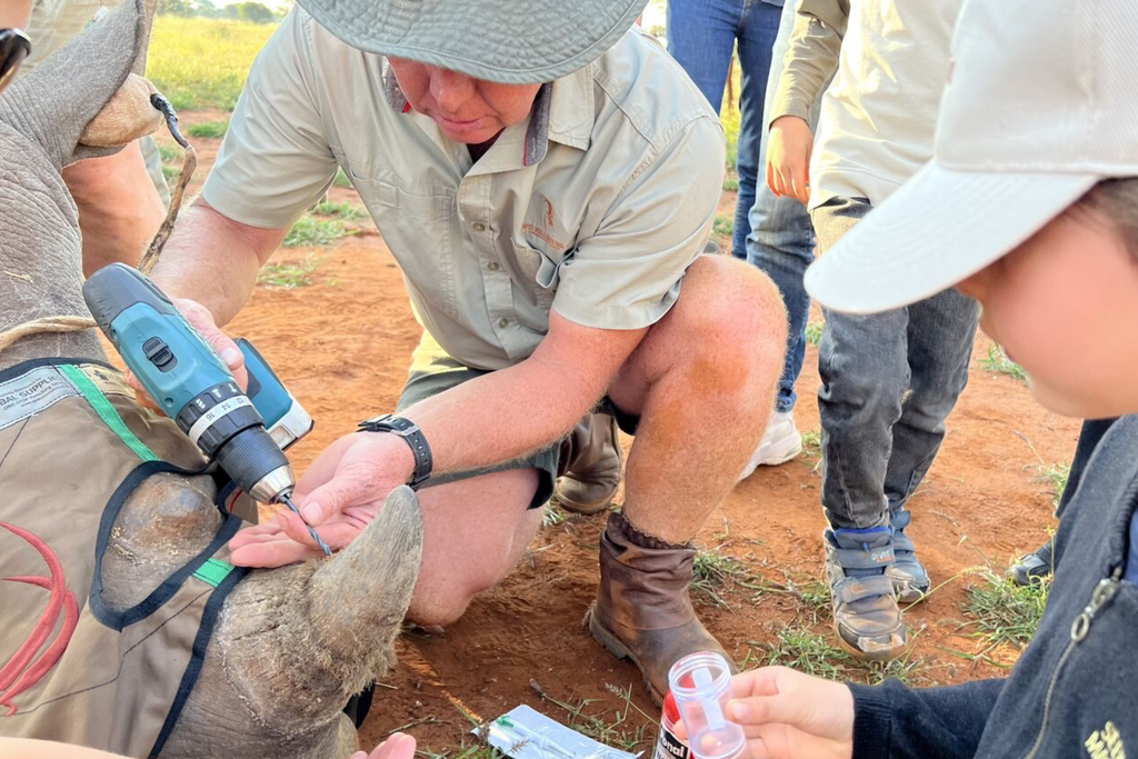 Rhulani Safari Lodge | Conservation activity: rhino notching
