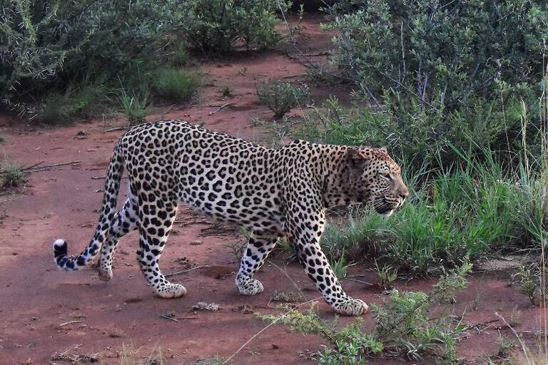Rhulani Safari Lodge | January update: The leopards are back!