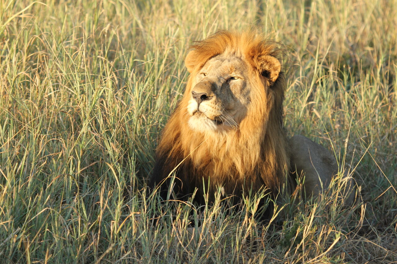 Rhulani Safari Lodge | A Rhulani visit with the “Magnificent Seven”