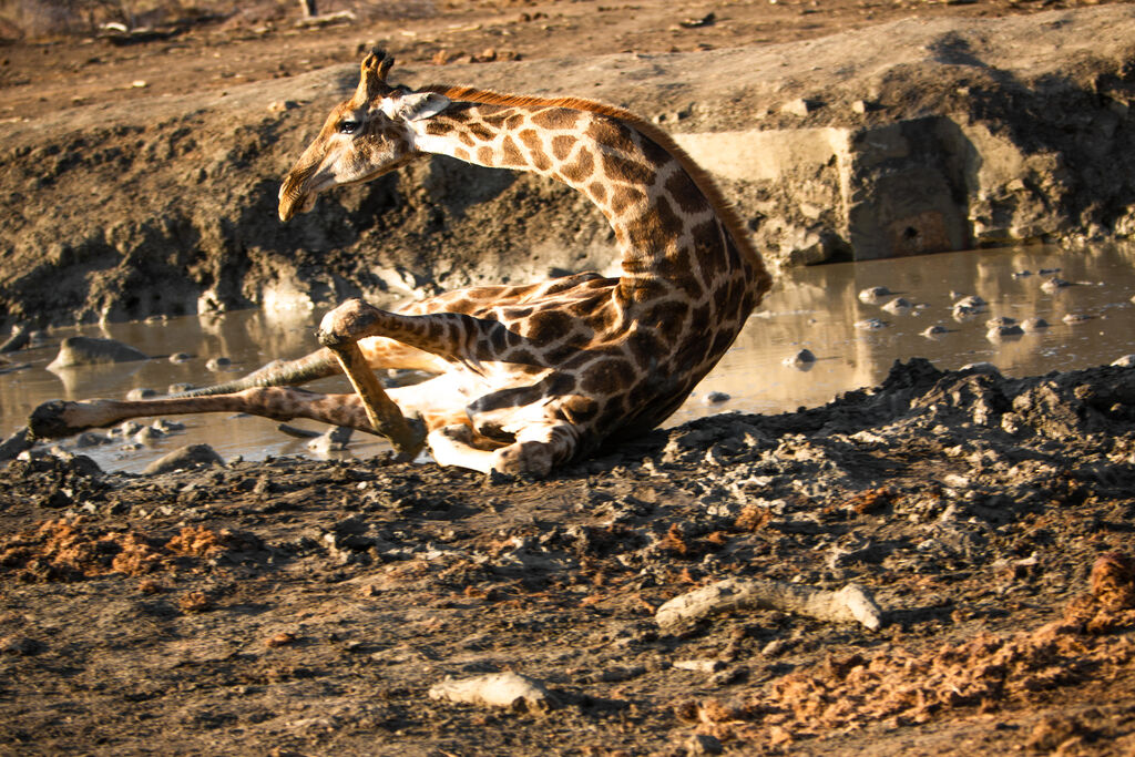 Rhulani Safari Lodge | When the giraffe fell into the water hole