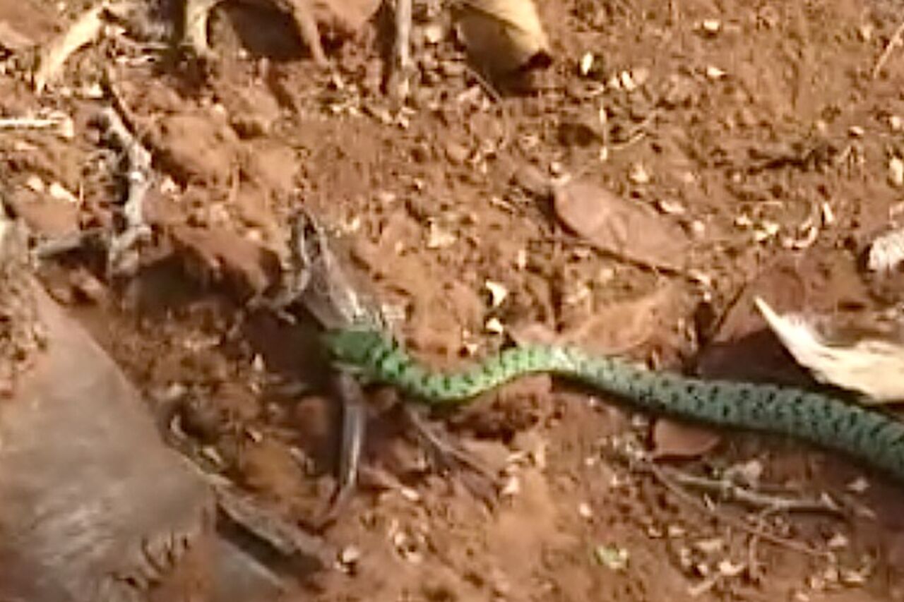 Rhulani Safari Lodge | When the snake caught the frog
