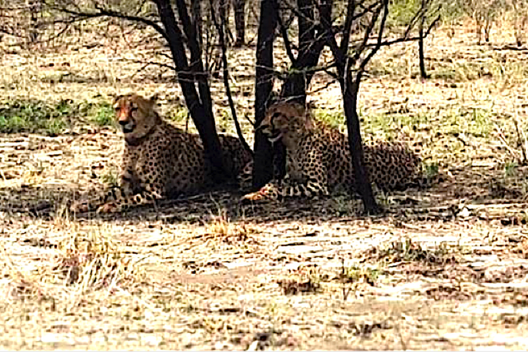 Rhulani Safari Lodge | Monitoring these particular two cheetahs is…