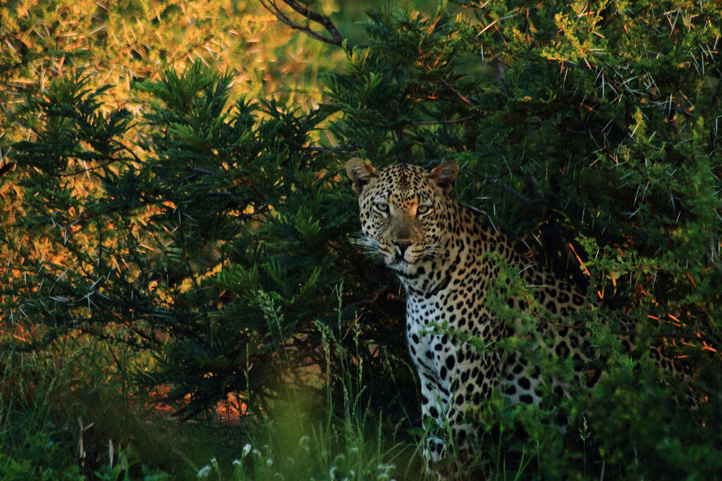Rhulani Safari Lodge | Rhulani Safari Lodge - Sean found us a Leopard…