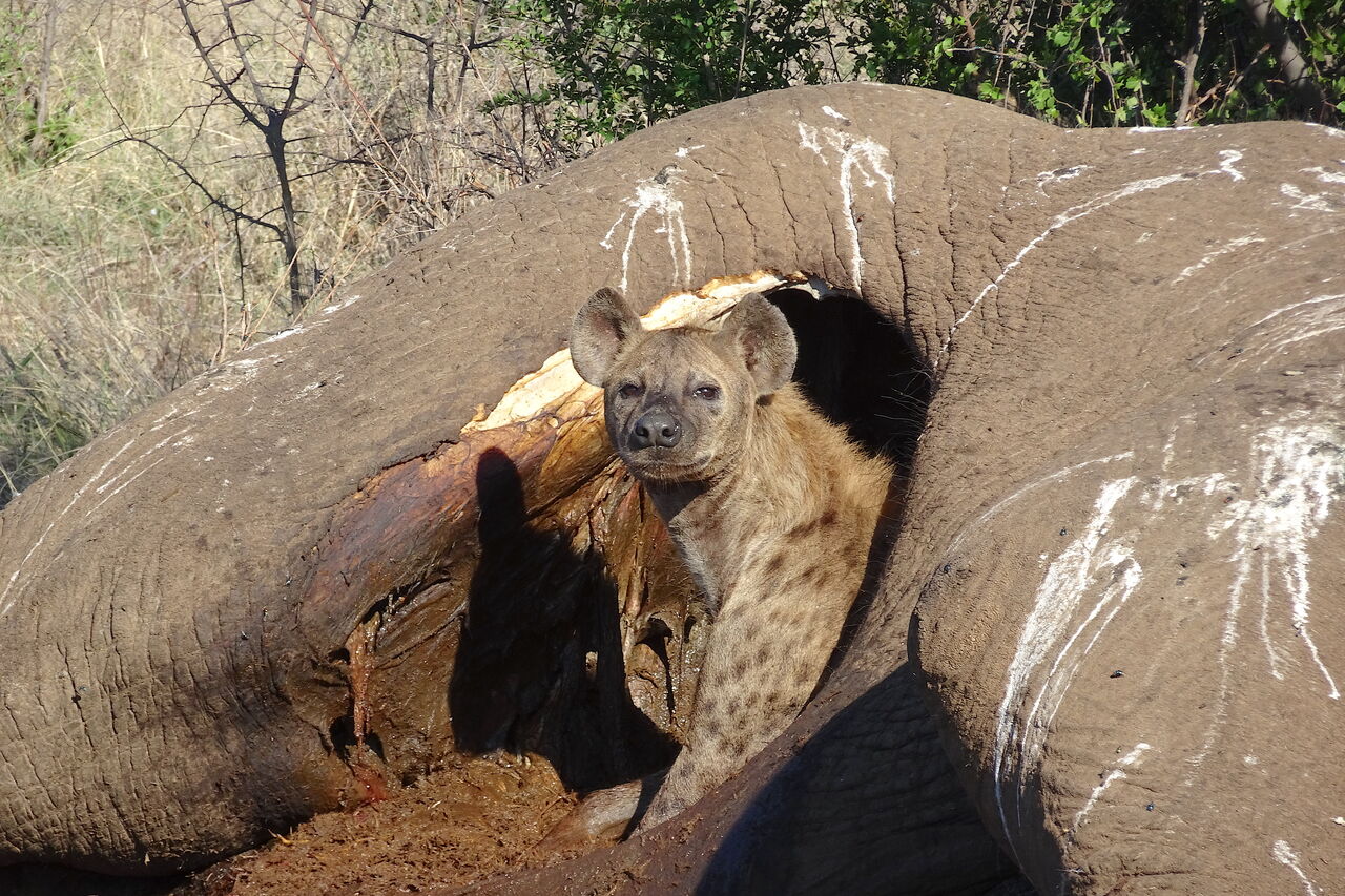 Rhulani Safari Lodge | A feast in the elephant: The hyenas show us…