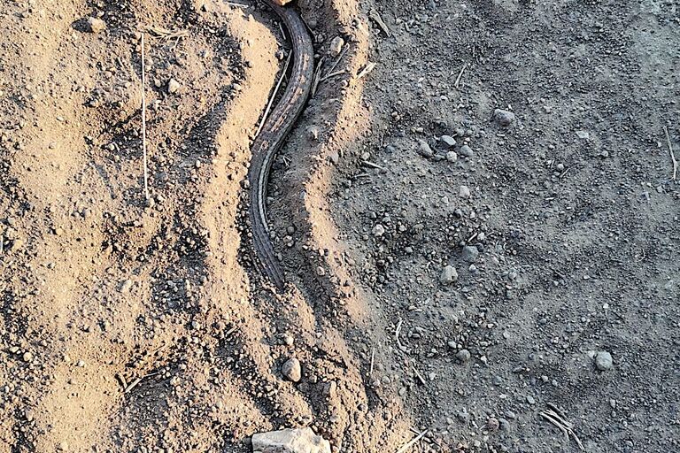 Rhulani Safari Lodge | A mysterious snake track