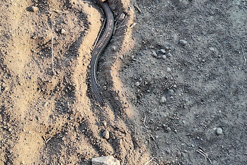 Rhulani Safari Lodge | A mysterious snake track