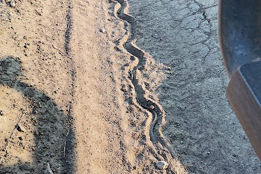 Rhulani Safari Lodge | A mysterious snake track