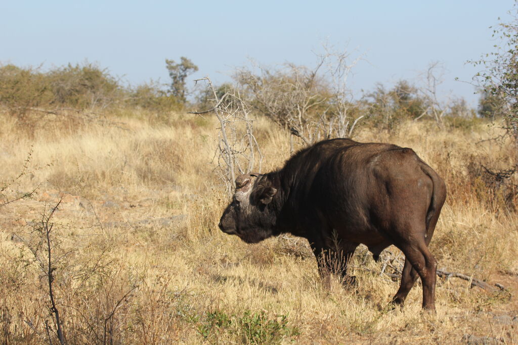 Rhulani Safari Lodge | A Rhulani visit with the “Magnificent Seven”