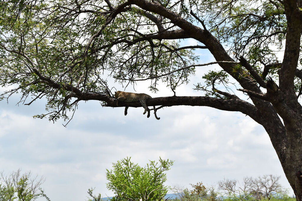 Rhulani Safari Lodge | Sean found Tsala, a female Leopard, on a…