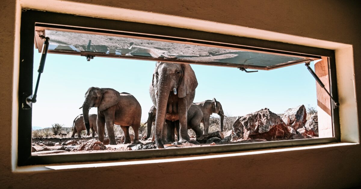 Rhulani Safari Lodge | Tshembo Hide