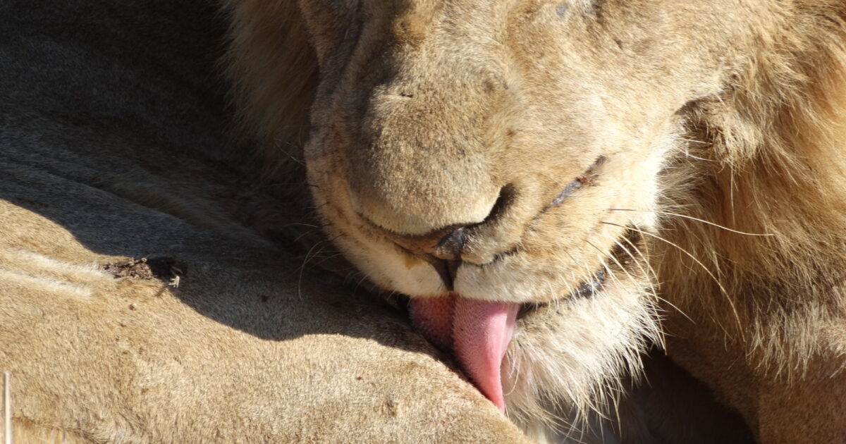 Rhulani Safari Lodge | Sad news: "Scarface" is dead