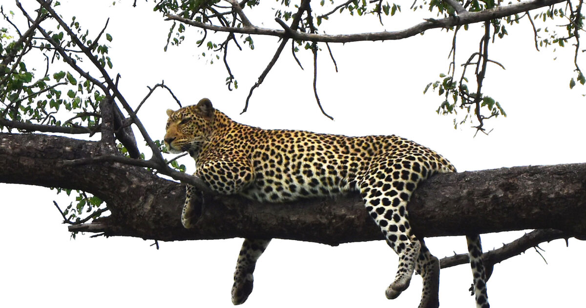 Rhulani Safari Lodge | Sean found Tsala, a female Leopard, on a…