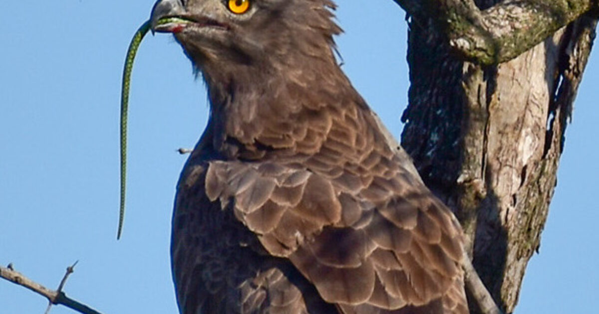 brown snake eagle