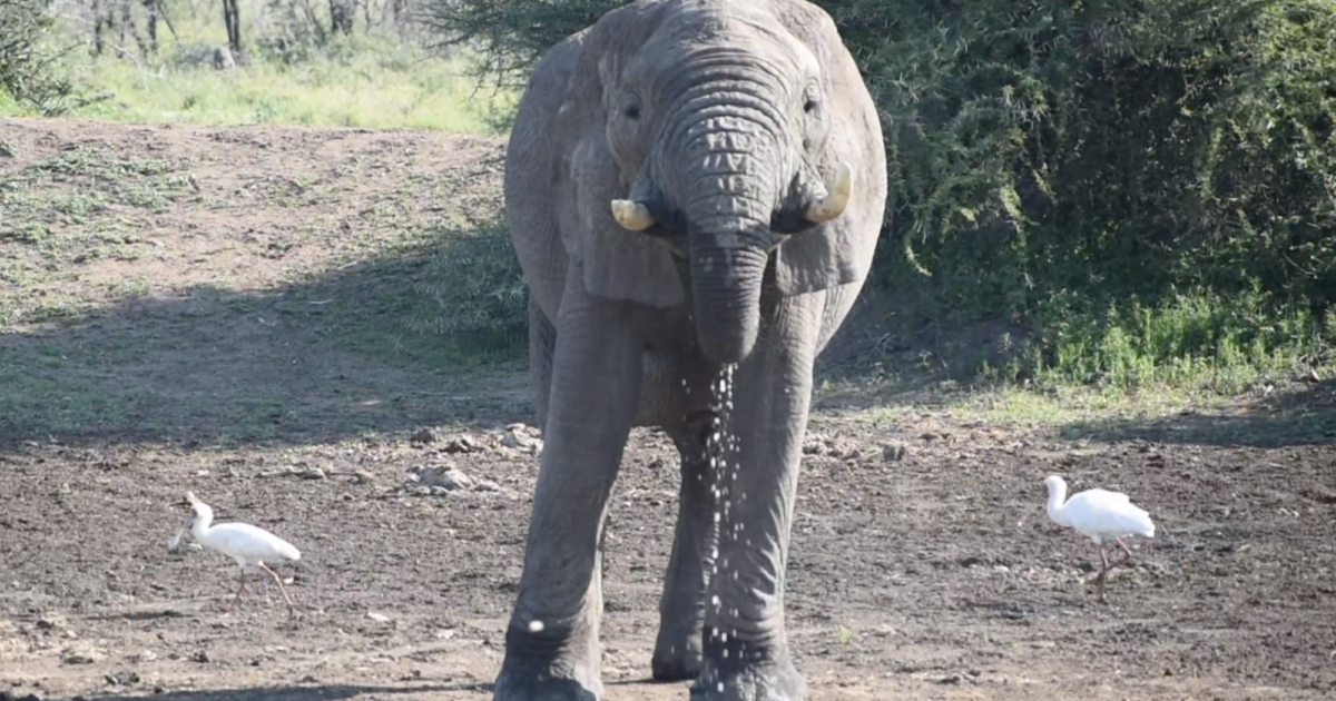 Rhulani Safari Lodge | Rhulani Minute Safari - Elephant and Spoonbill