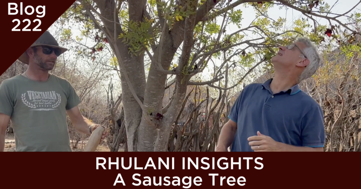 Rhulani Safari Lodge | Rhulani Insights 222 – A Sausage Tree
