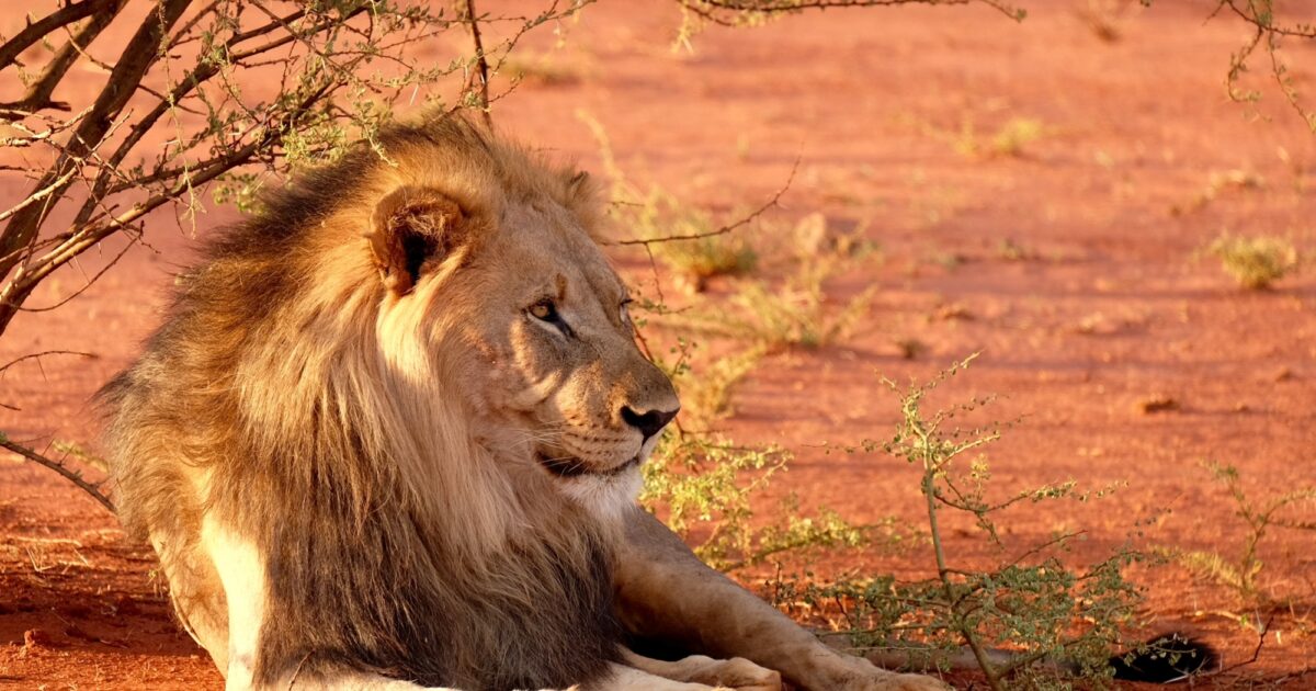 Rhulani Safari Lodge | Five reasons to visit Madikwe Game Reserve